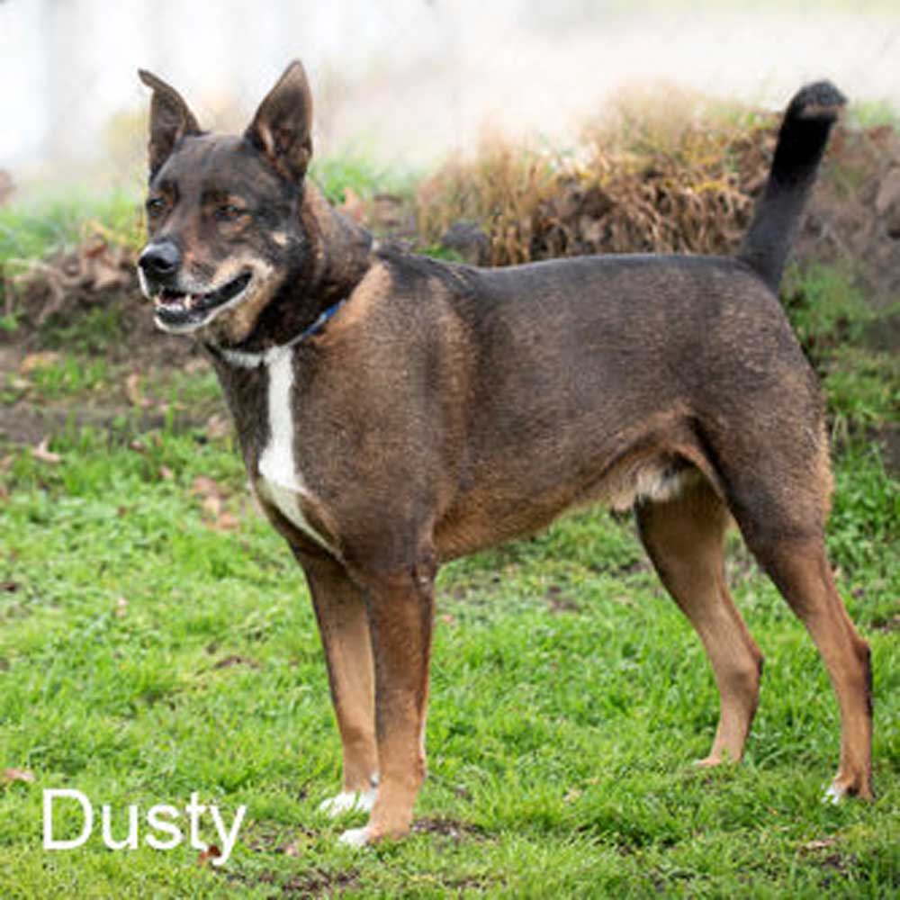 Pet of the Week: Dusty | Tyler Morning Telegraph