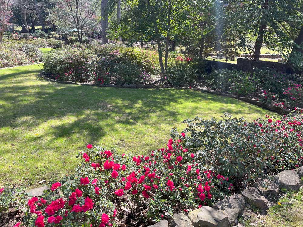 Ribbon cutting at Pyron Garden kicks off 66th Annual Azalea & Spring ...