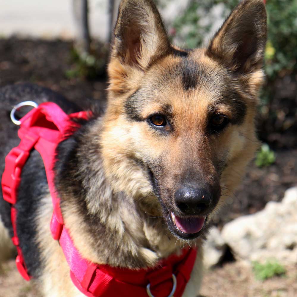 Pet of the Week: Kelly the German Shepherd | Tyler Morning Telegraph