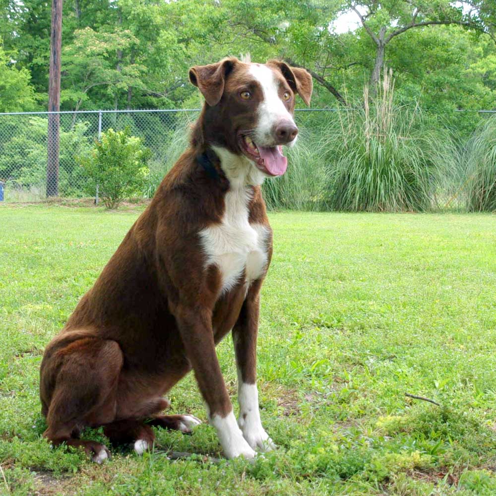 Border collie, pointer mix Henry available for adoption at Pets Fur ...