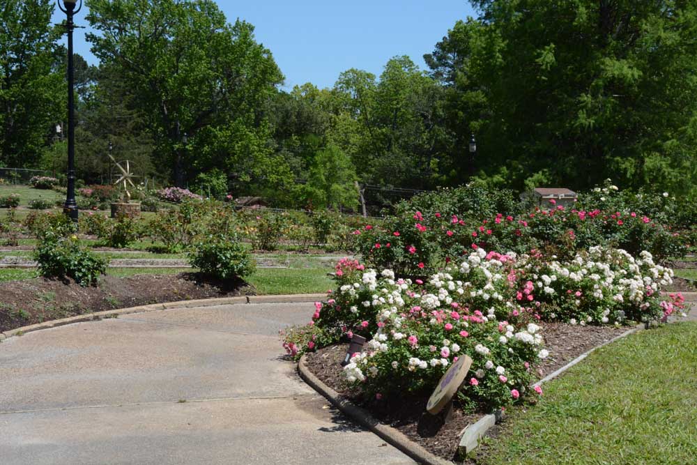 PHOTOS: Tyler Rose Garden in bloom | Tyler Morning Telegraph