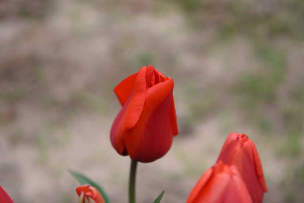 ‘Bring on spring’: Plantation Pines Tree Farm in Tyler opens for tulip ...
