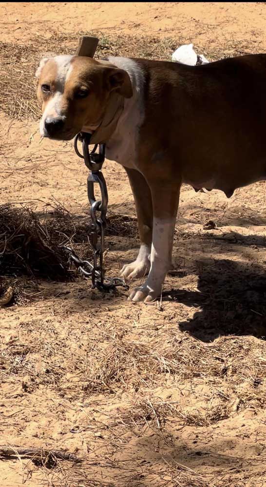 2 were arrested on accusations of dog fighting in Tyler. 61 animals ...