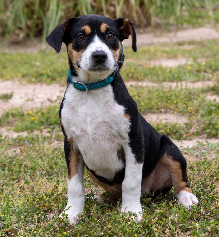 4-month-old lovebug Arlene available for adoption in Tyler | Tyler ...