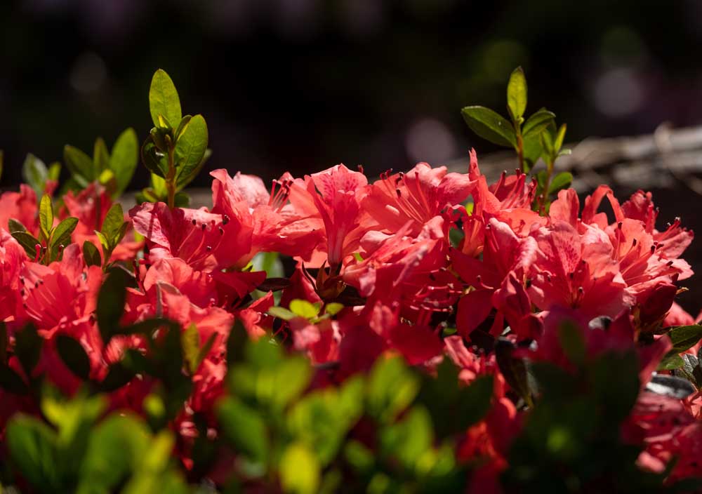Experience Tyler’s natural splendor with the Azalea and Spring Flower ...