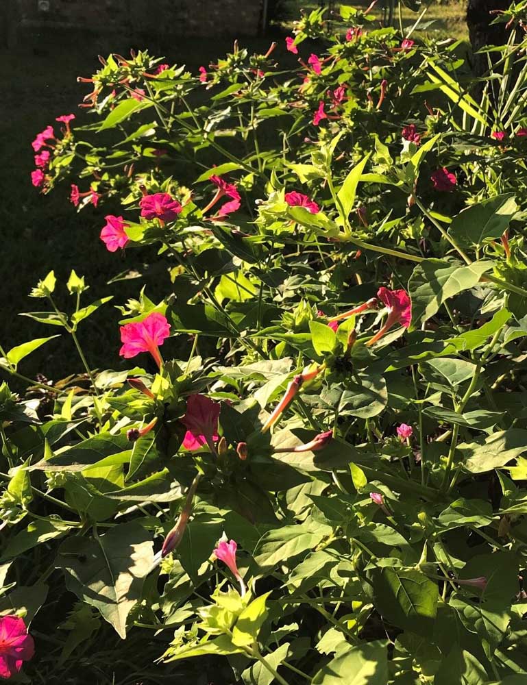 My experience with four-o’clock flowers | Tyler Morning Telegraph