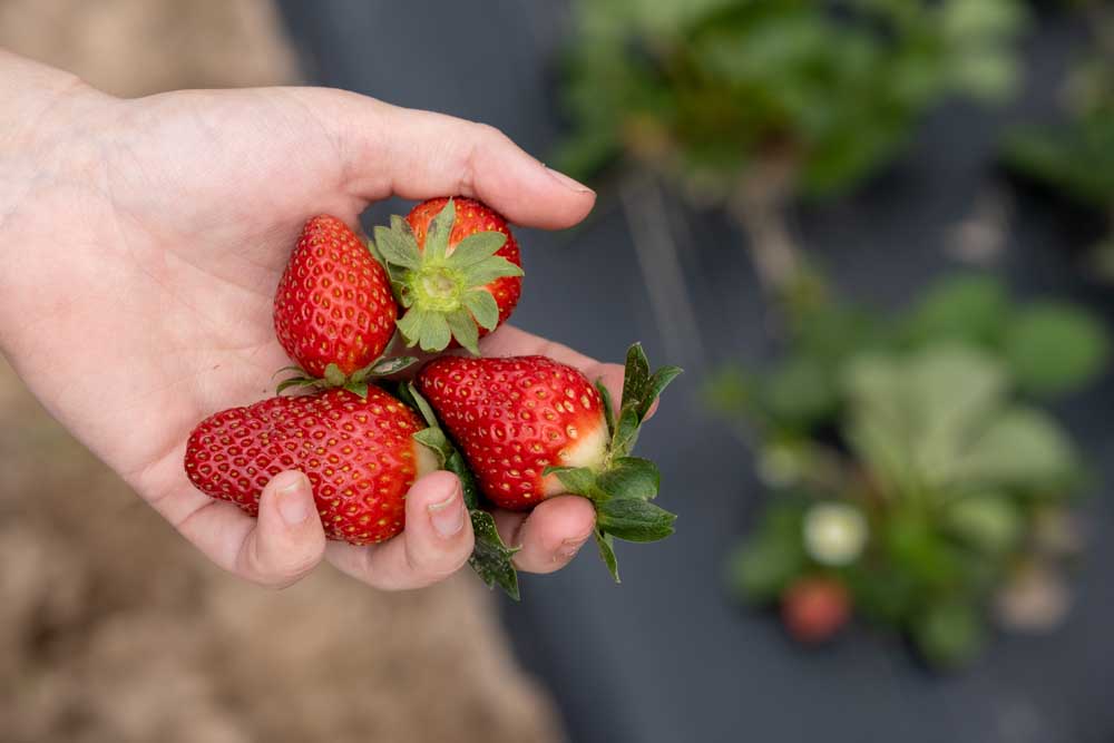 Families celebrate Mother’s Day weekend at Tyler Berry Farm spring ...