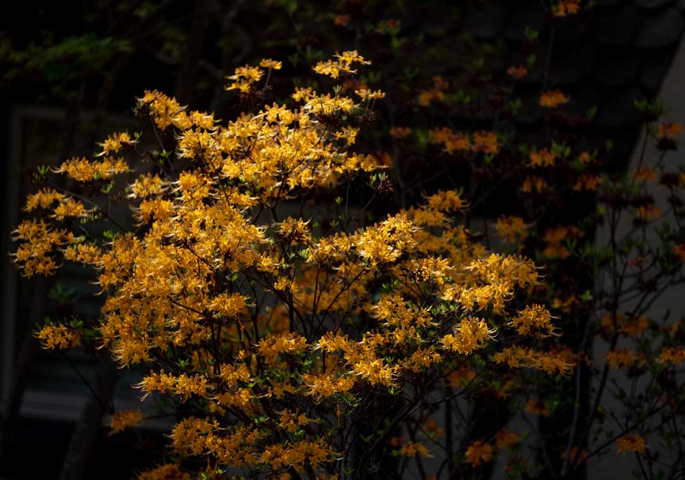 PHOTOS: 2023 Azalea & Spring Flower Trail in Tyler | Tyler Morning ...