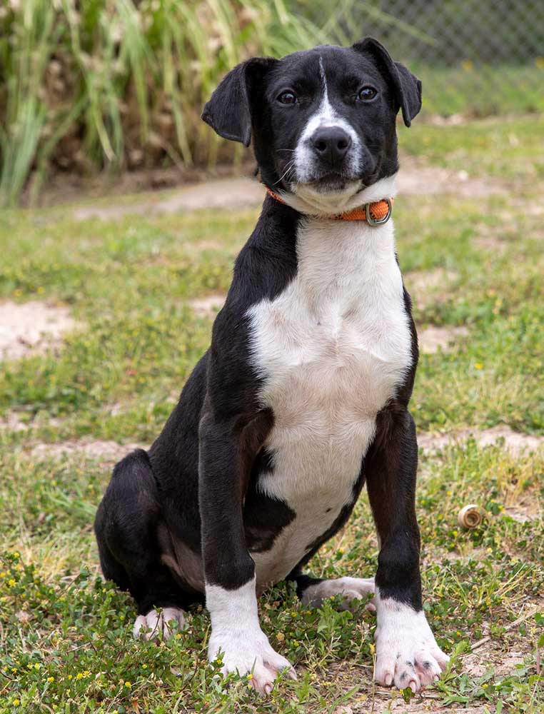 Pet of the Week: Buffy | Tyler Morning Telegraph