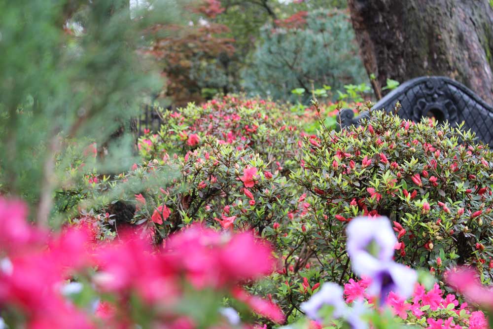 Ceremony kicks off Tyler’s annual Azalea & Spring Flower Trail | Tyler ...