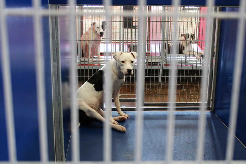Tyler animal facility takes part in nationwide Clear the Shelters ...