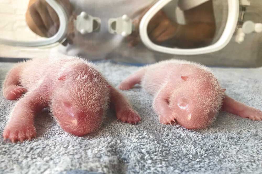 Panda twins born in China as species struggles for survival | Tyler ...