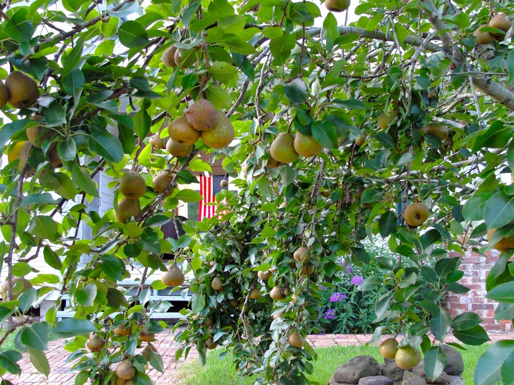 Grant: It’s time to plant fruits and nuts | Tyler Morning Telegraph