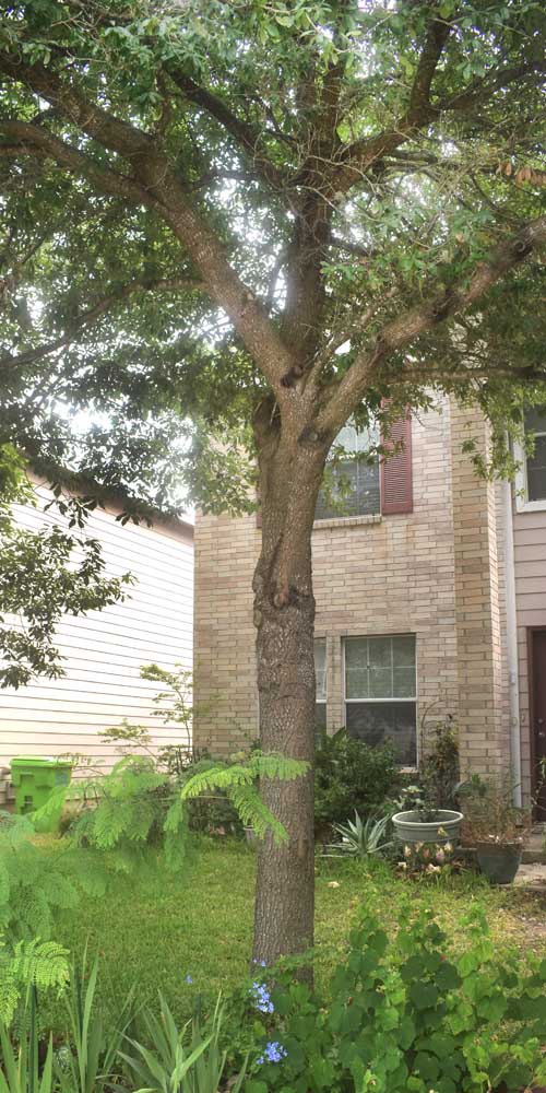 What’s causing bark splitting on this live oak? | Tyler Morning Telegraph