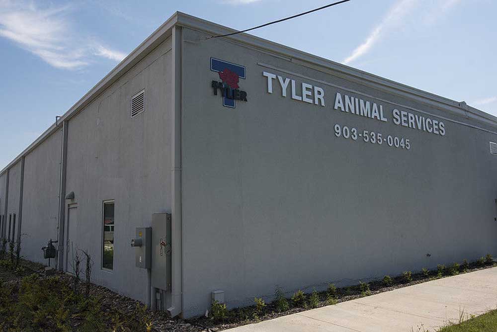 Bat tests positive for rabies near Bateman Avenue in Tyler | Tyler ...