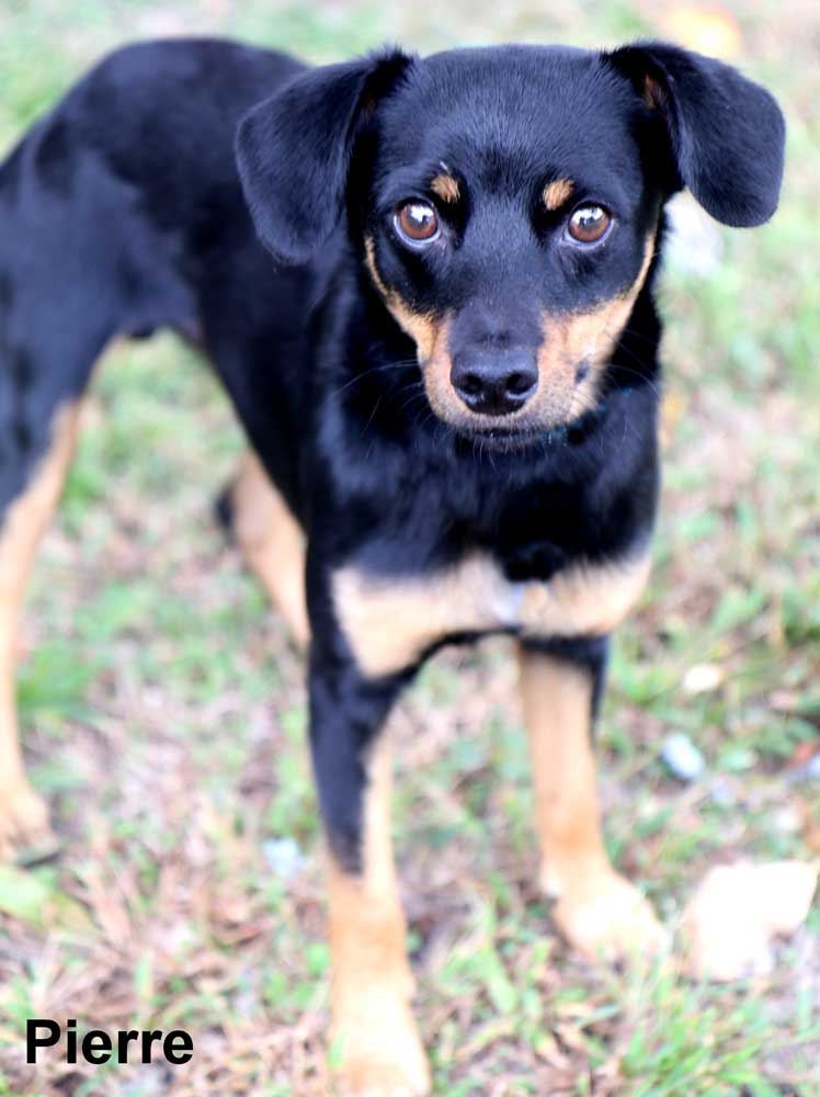 Pet of the Week: Pierre | Tyler Morning Telegraph