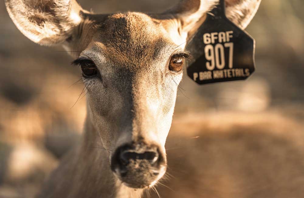Select Grade: East Texas Deer Breeder Out Front On Genome Testing For ...