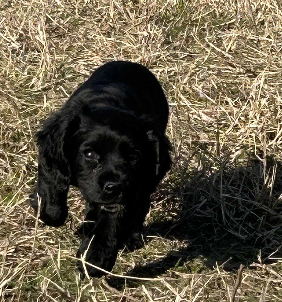 Newcomer: Dogs make hunting better, puppies make it fun | Tyler Morning ...