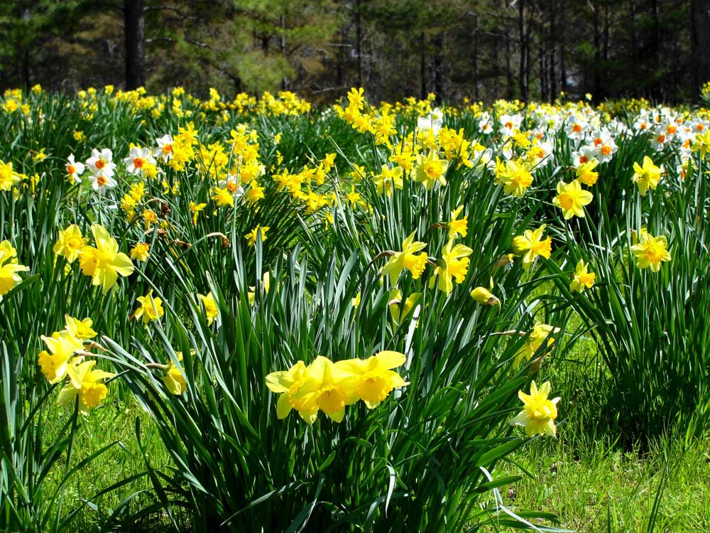 Growing Daffodils, Jonquils, and Narcissus in East Texas | Tyler ...