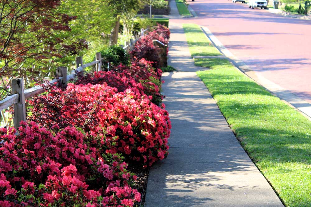 Breedlove Nursery Flower Festival, other spring events set in East ...