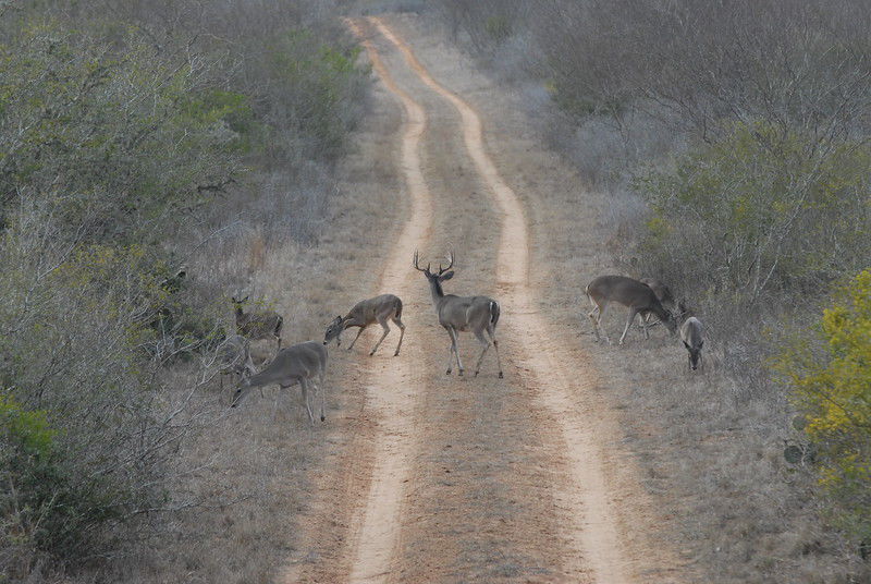 TPWD: White-tailed deer found with CWD in Texas Hill Country | Tyler ...