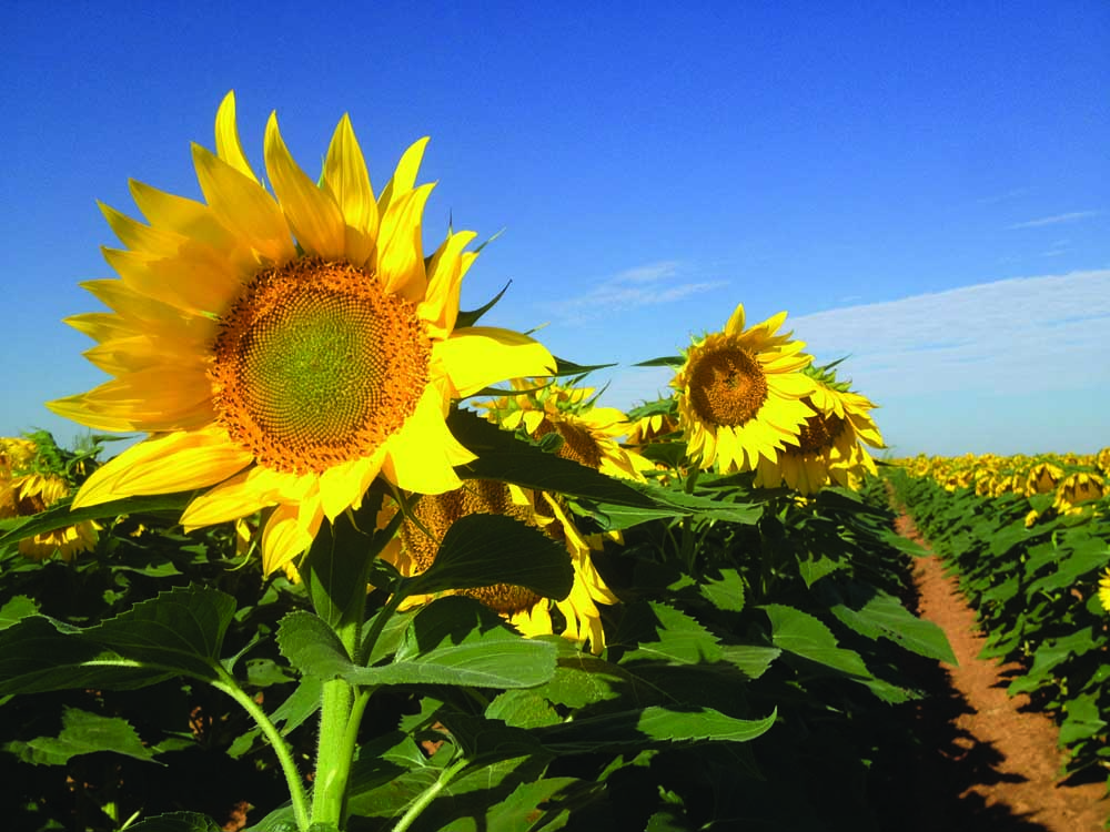 The Amazing Sunflower | Tyler Morning Telegraph