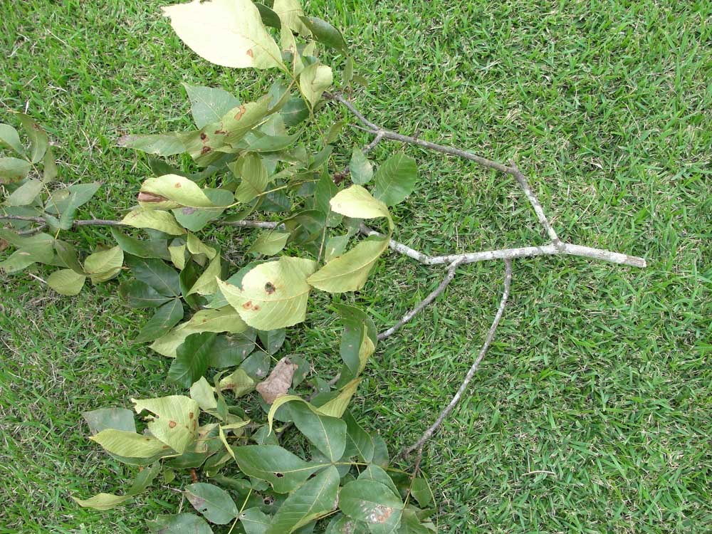 Twig girdlers begin their chewing habits in August | Tyler Morning ...
