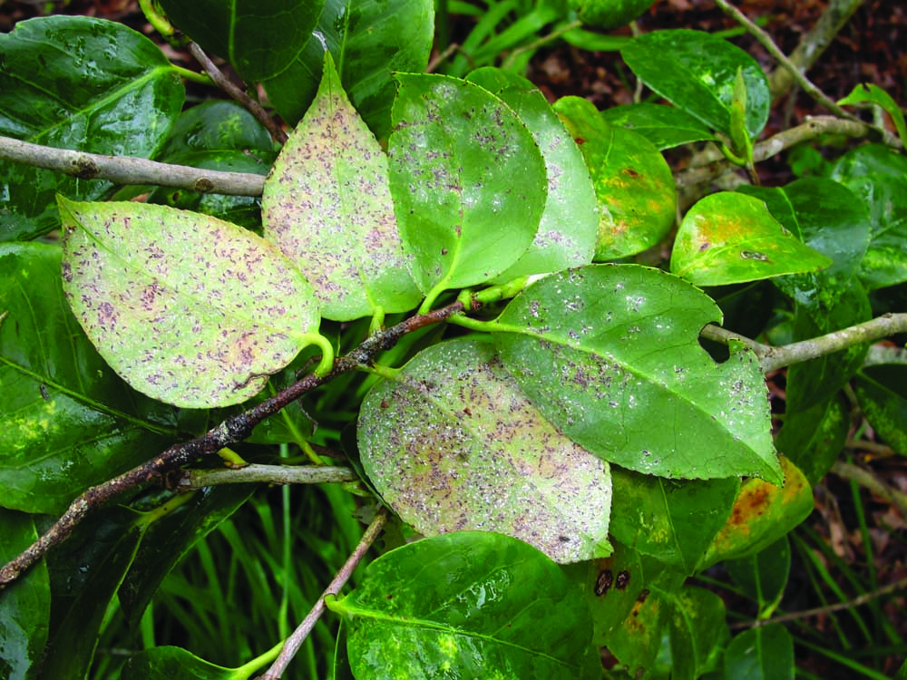 Tea scale infests the underside of camellias | Tyler Morning Telegraph
