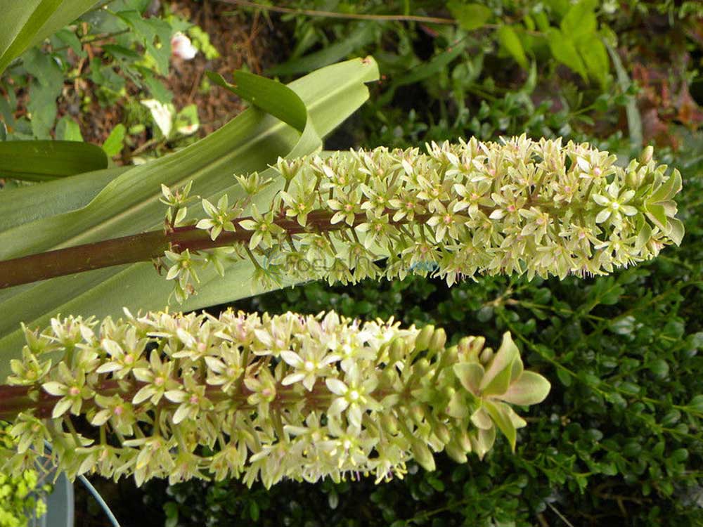 East Texas great place to grow pineapple liles | Tyler Morning Telegraph