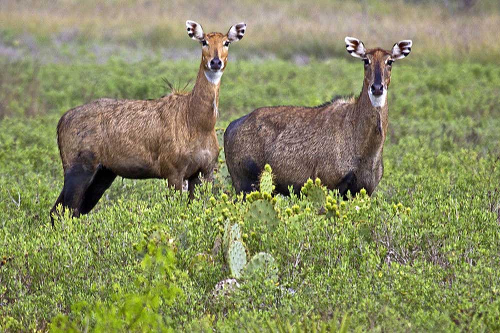 Conservation nilgai hunt provides meat for the hungry in South Texas ...