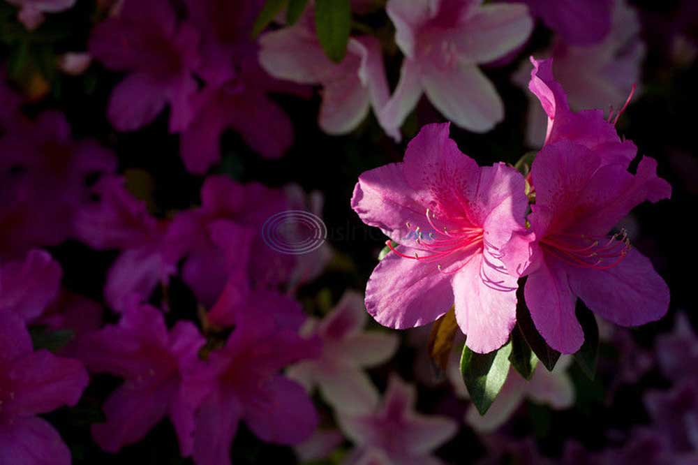 PHOTOS: Late Bloomers – Tyler Floral Array | Tyler Morning Telegraph