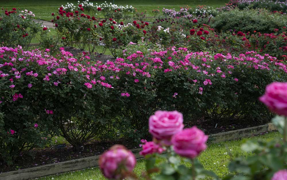 Tyler Rose Garden in full bloom | Tyler Morning Telegraph