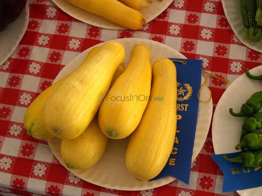 Odd looking squash not a result of cross-pollination | Tyler Morning ...