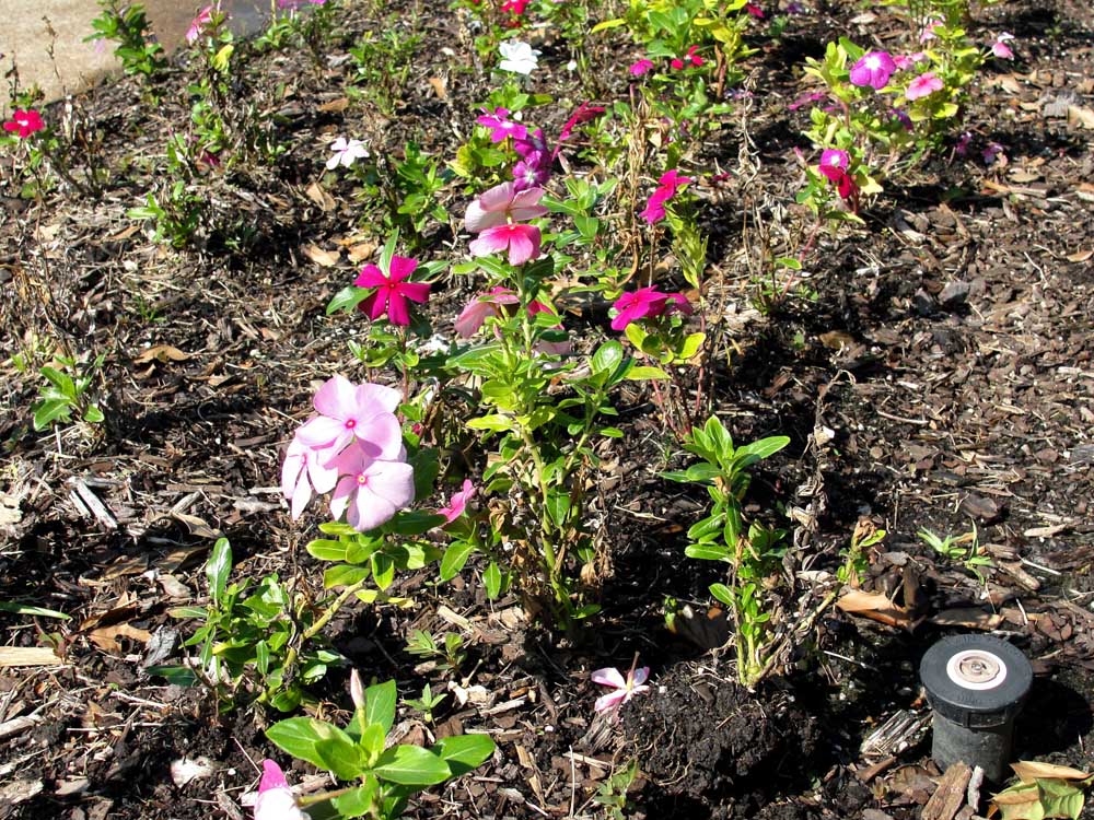 There are a number of simple rules for growing periwinkles | Tyler ...