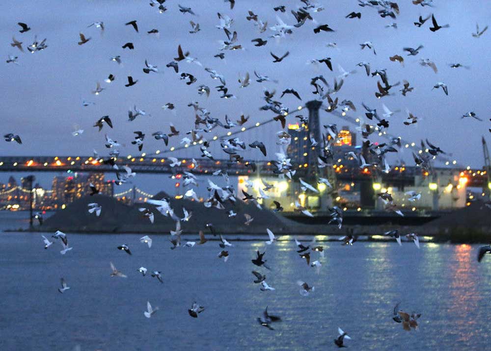 Pigeons wear LED lights to light up the sky over New York | Tyler ...