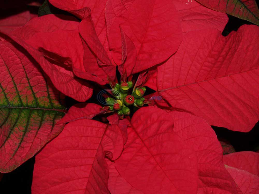 Proper procedures can keep holiday season plants beautiful | Tyler ...