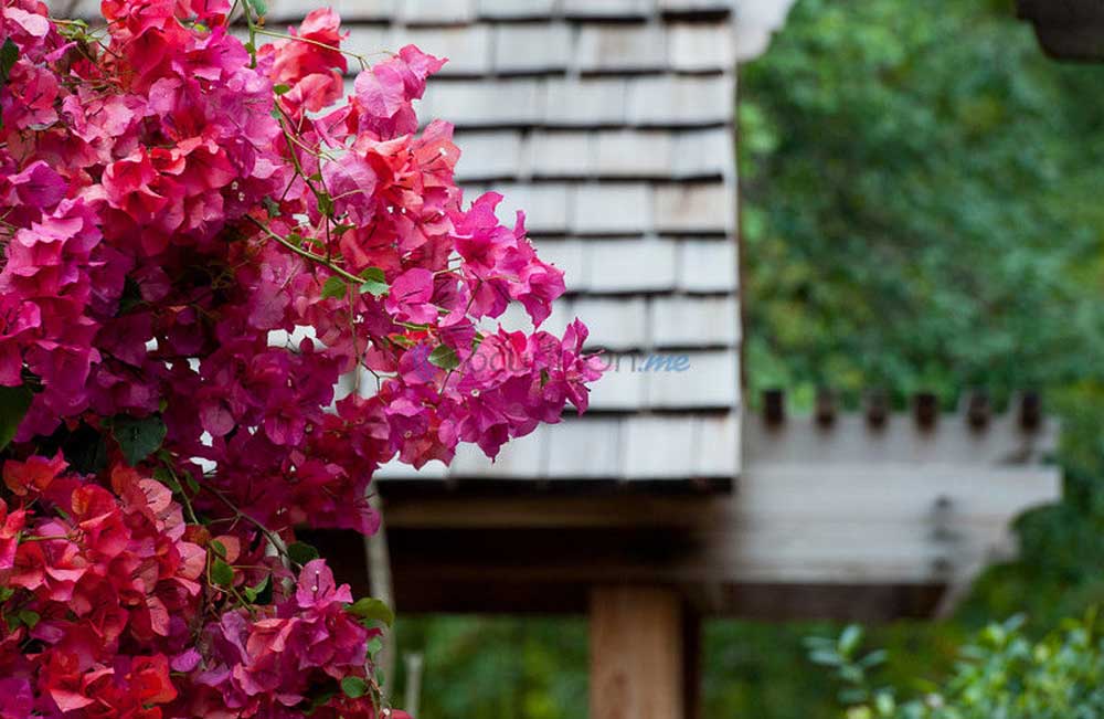 Azalea festival opens at ceremony | Tyler Morning Telegraph