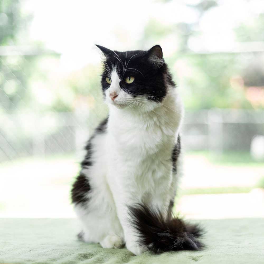 2-year-old cat Tippy available for adoption in Tyler | Tyler Morning ...