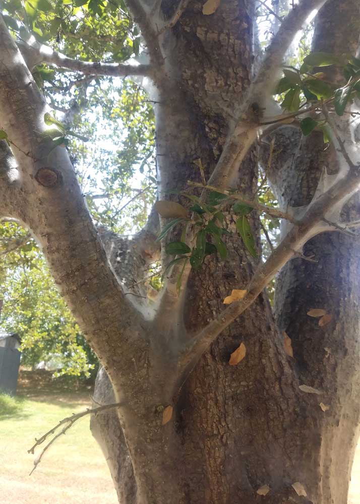 Bark lice causes fine webbing on trees | Tyler Morning Telegraph