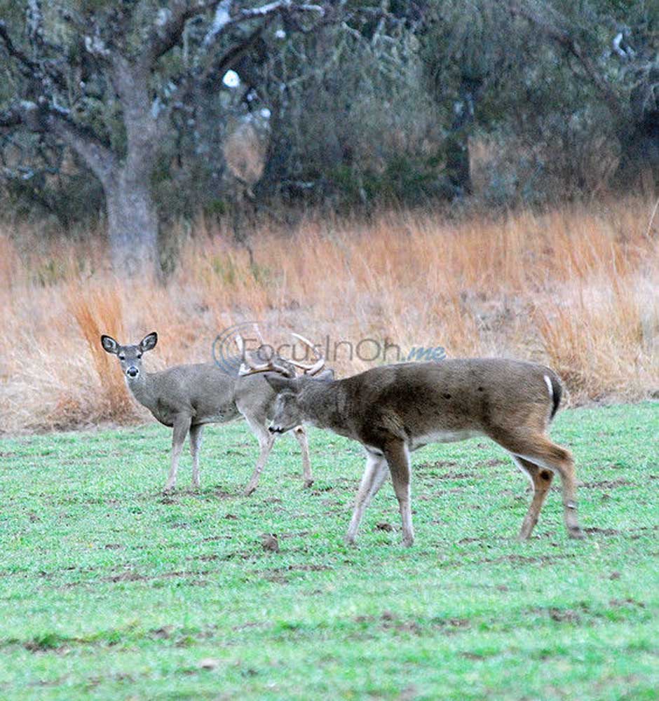 TPWD wildlife biologists on statewide hunt for CWD in the wild | Tyler ...