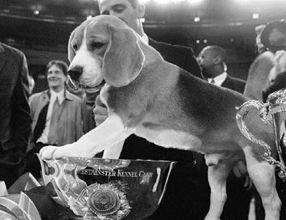 Uno, beagle who wowed Westminster, dies at 13 | Tyler Morning Telegraph