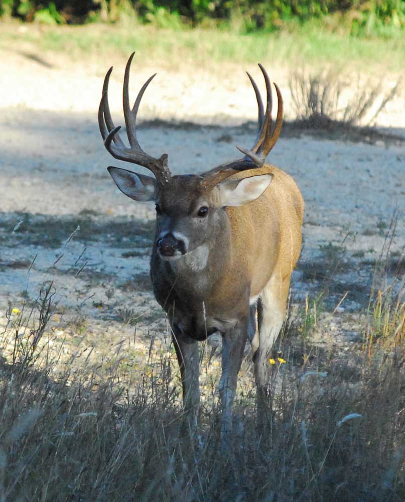 The cost of management: TPWD proposes fee to underwrite MLDP program ...