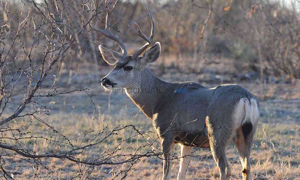 Poaching can be a serious and dangerous problem | Tyler Morning Telegraph