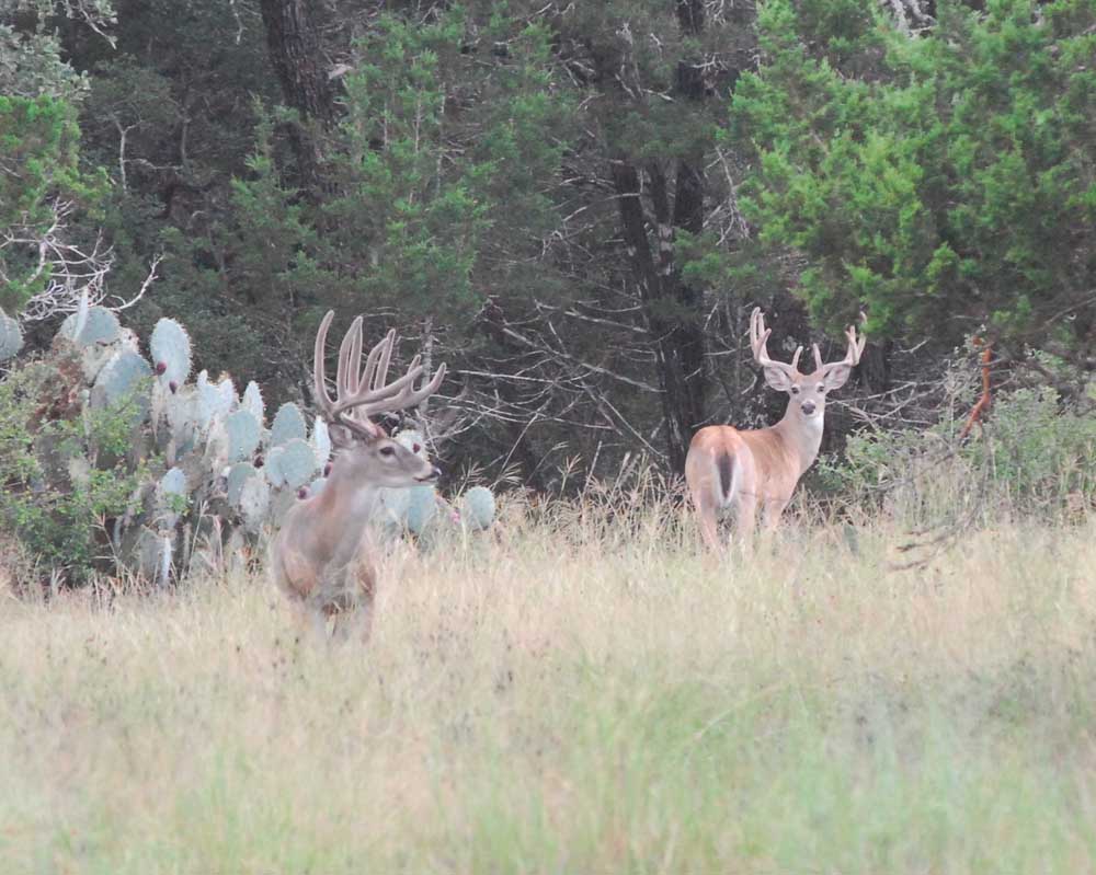 Pay To Play: TPWD Institutes Fee For Managed Lands Deer Programs ...