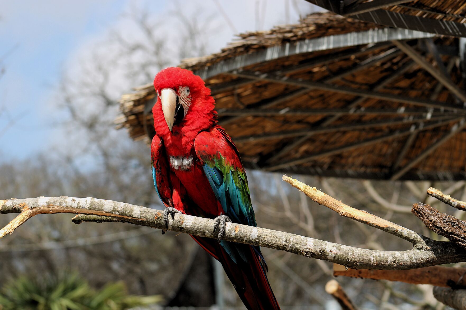 Amazon River’s Edge exhibit brings vibrant, immersive new experience to ...