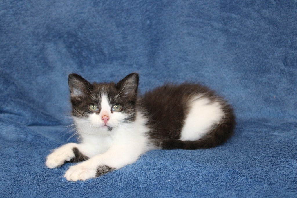 Meet featured adoptable pets at SPCA of East Texas July 7-13, 2025 ...