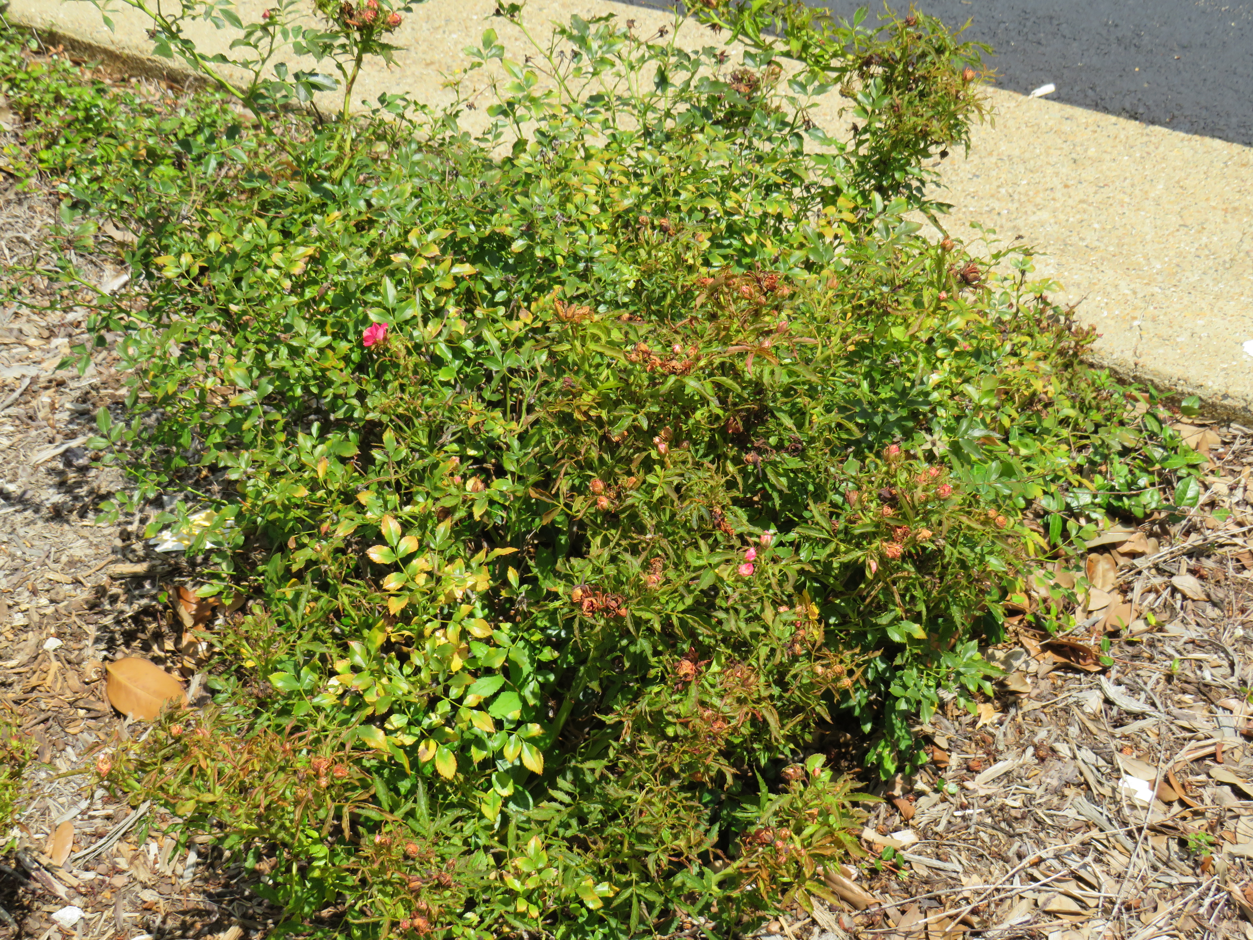 Grant: Be on the lookout for rose rosette virus | Tyler Morning Telegraph