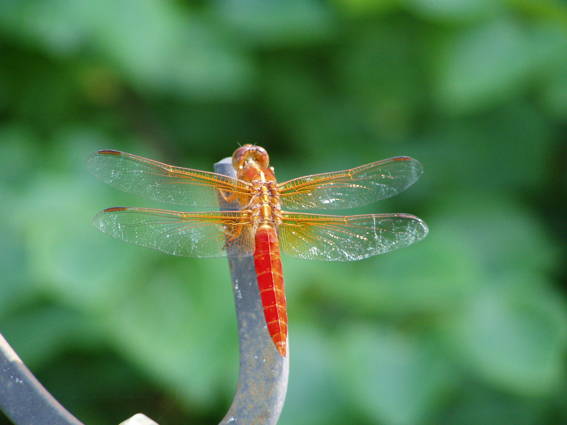 Our readers’ Best Shots from Aug. 1-7, 2025 | Tyler Morning Telegraph