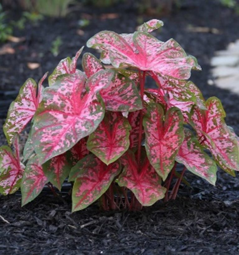 Tefteller: The plant of choice for shady spots in your garden | Tyler ...