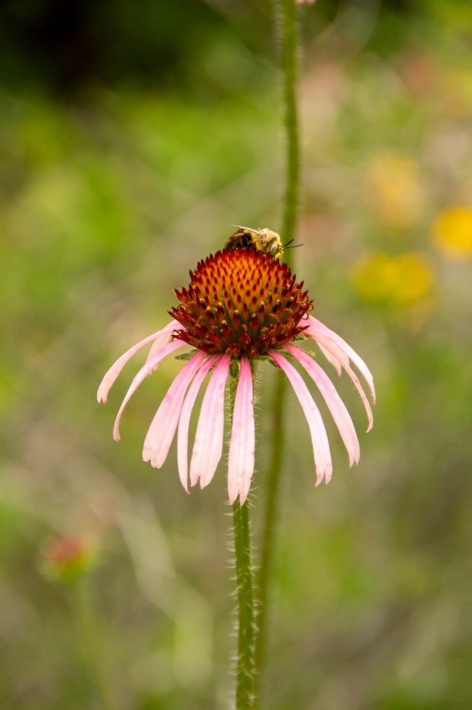 Budding botanist: Cornell intern studies in East Texas | Tyler Morning ...
